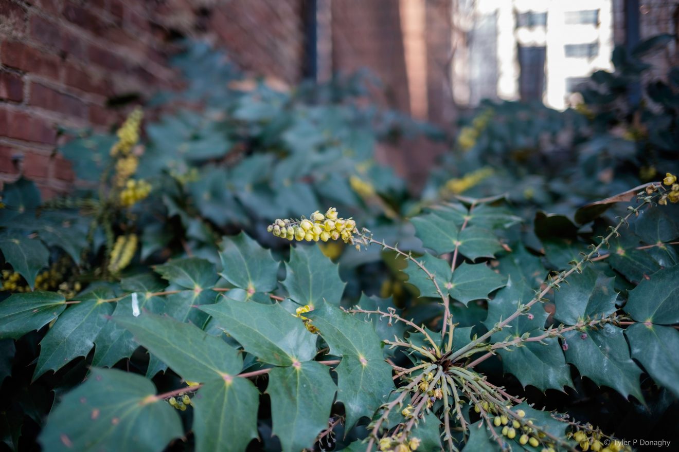 MAHONIA REPENS – CANAM NURCERY